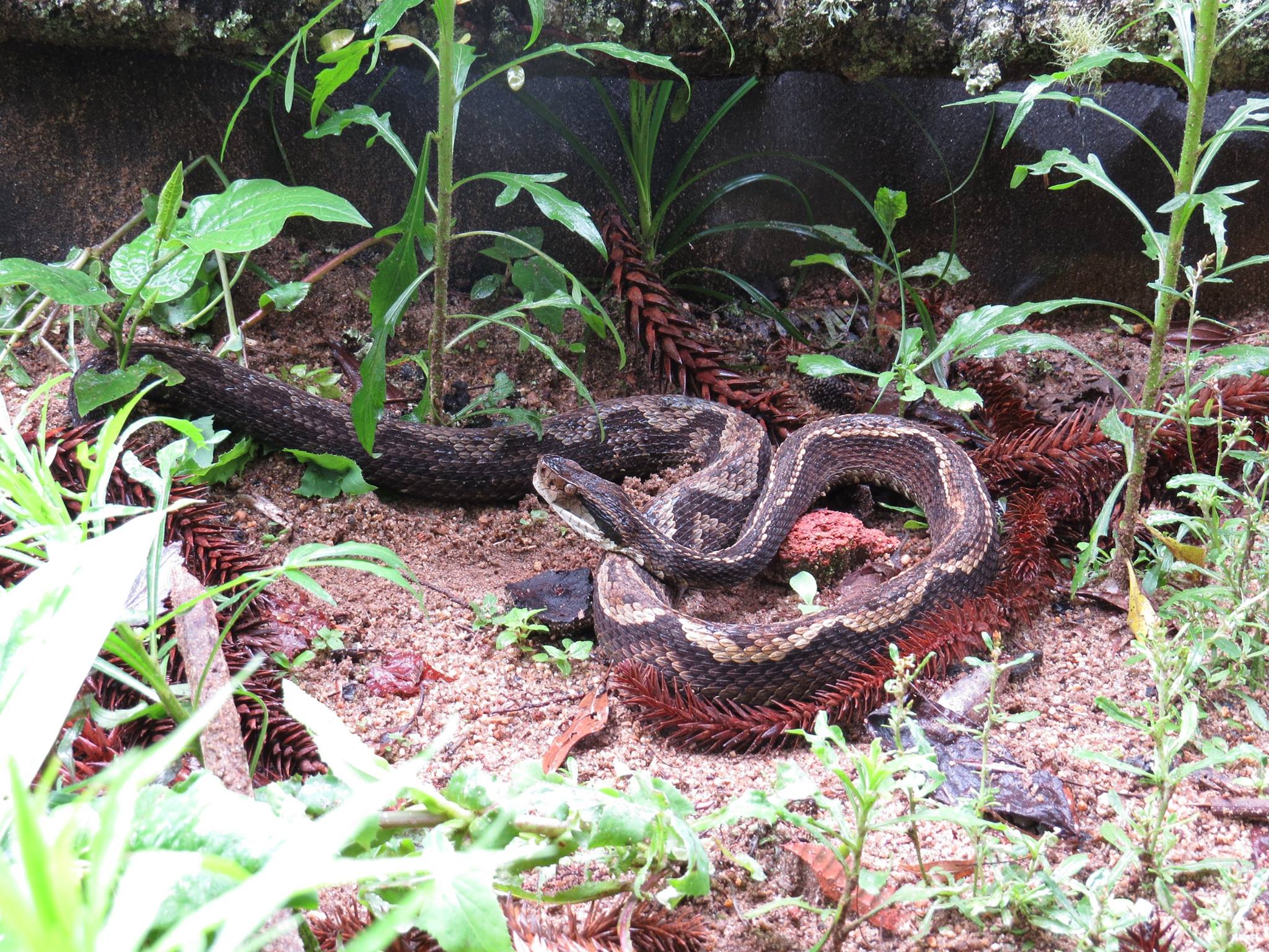 OLHA A COBRA! – Centro Excursionista Friburguense